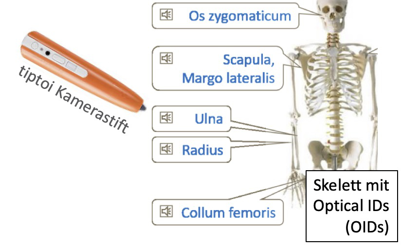The Speaking Skeleton | Human-Computer Interaction